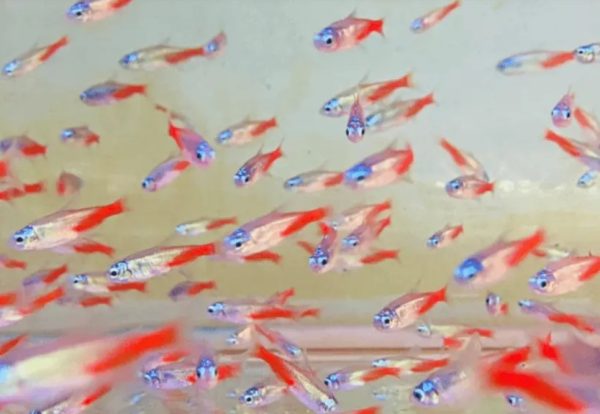 Cá Neon có bao nhiêu loại, cách nuôi và chăm sóc tốt nhất | Vuathuysinh