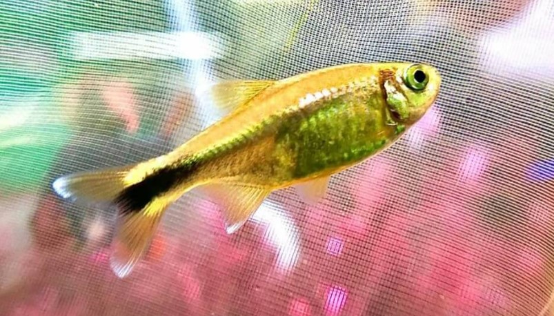 Cá Neon có bao nhiêu loại, cách nuôi và chăm sóc tốt nhất | Vuathuysinh