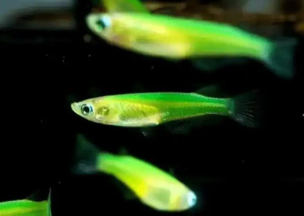 Cá Neon có bao nhiêu loại, cách nuôi và chăm sóc tốt nhất | Vuathuysinh