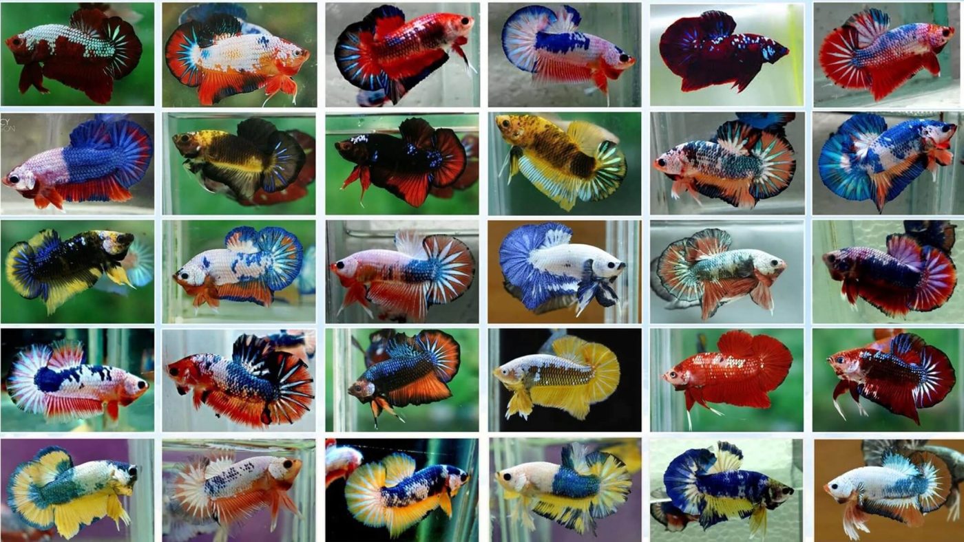 Cá Betta hay còn gọi là Cá Xiêm cách nuôi và chăm sóc tốt | Vuathuysinh